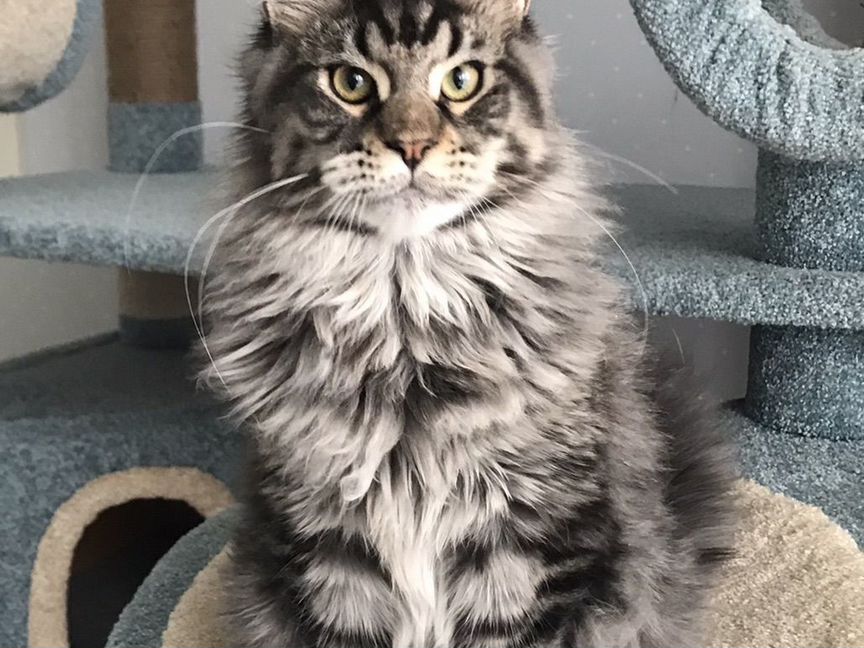 Мейн-кун котик
