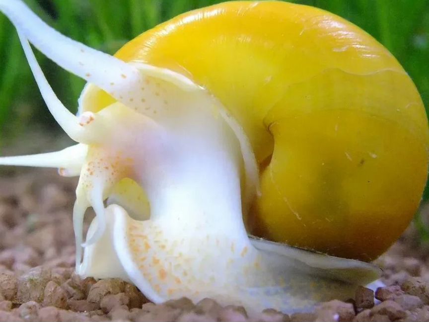 Улитка ампулярия желтая 4см, шикарный чистильщик