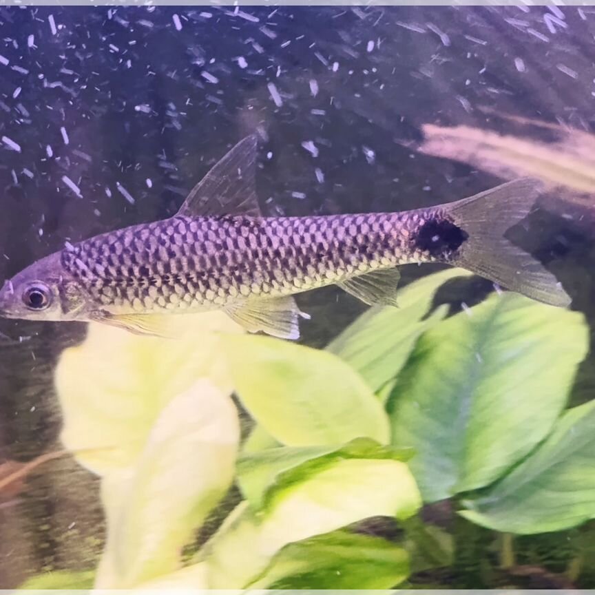 Водорослеед (серебряная лисичка)