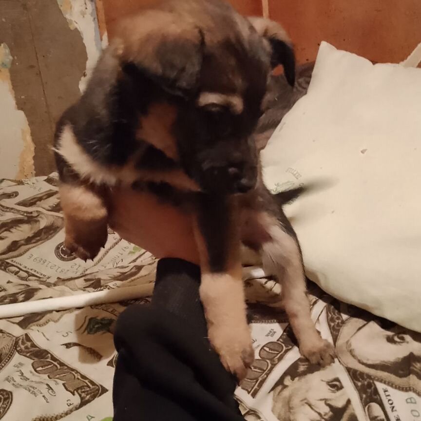 Щенок в добрые руки