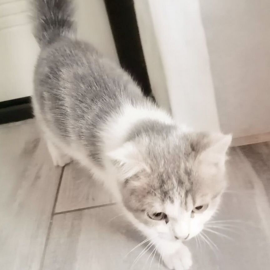 Котенок интересного окраса