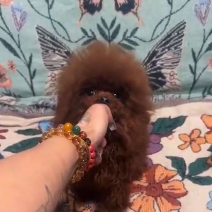 Тедди тикам пудель импорт Китай