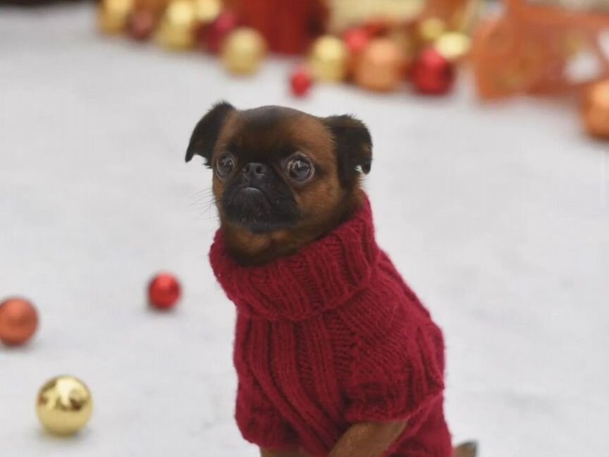 Пти брабансон