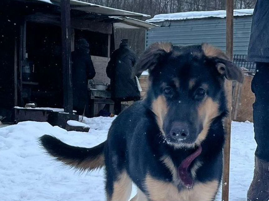 Щенок, девочка, 5 мес