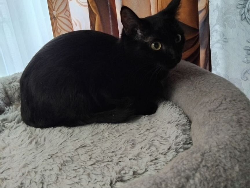 Котёнок девочка,7 мес