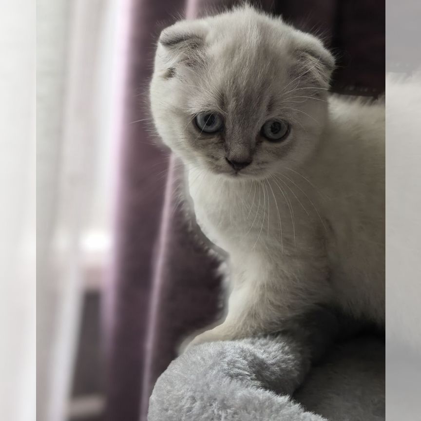 Шотландский вислоухий короткошёрстный котёнок