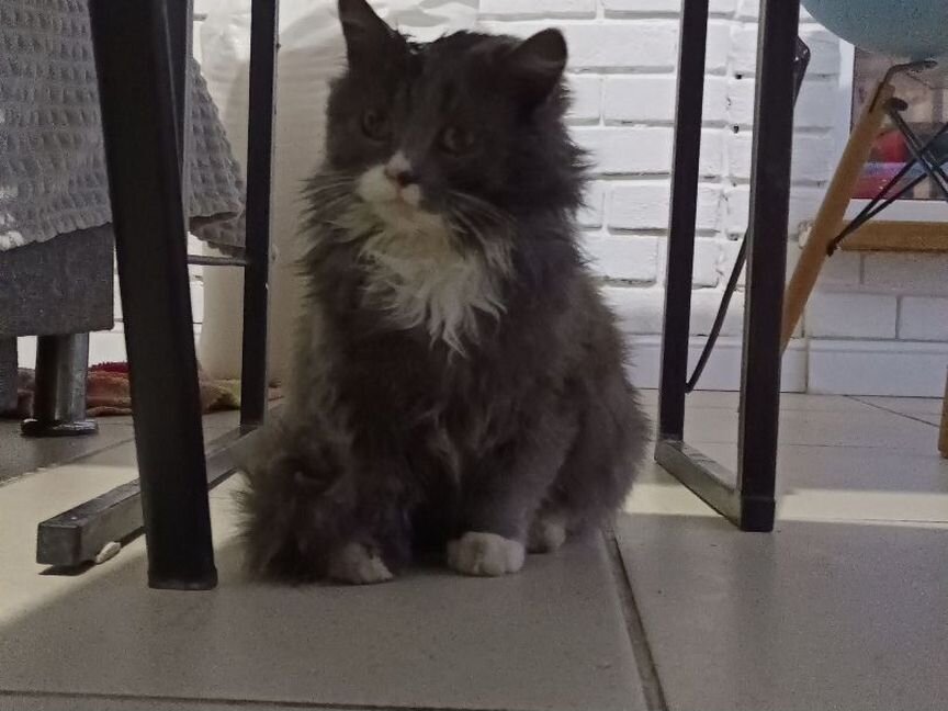 Кот