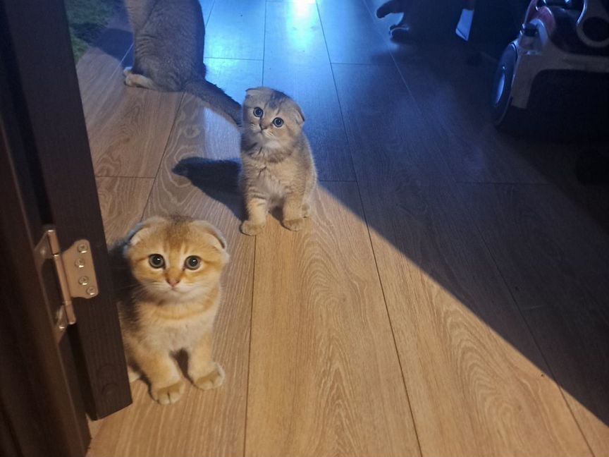 Шотландская золотая шиншилла