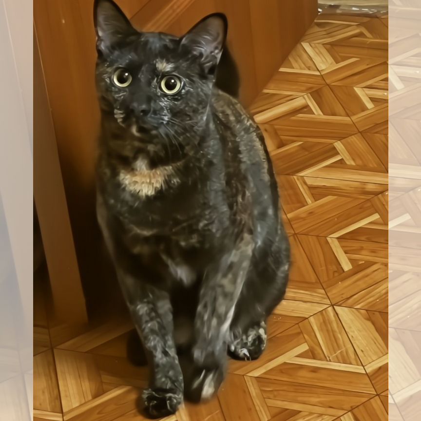 Взрослая, кошка в добрые руки