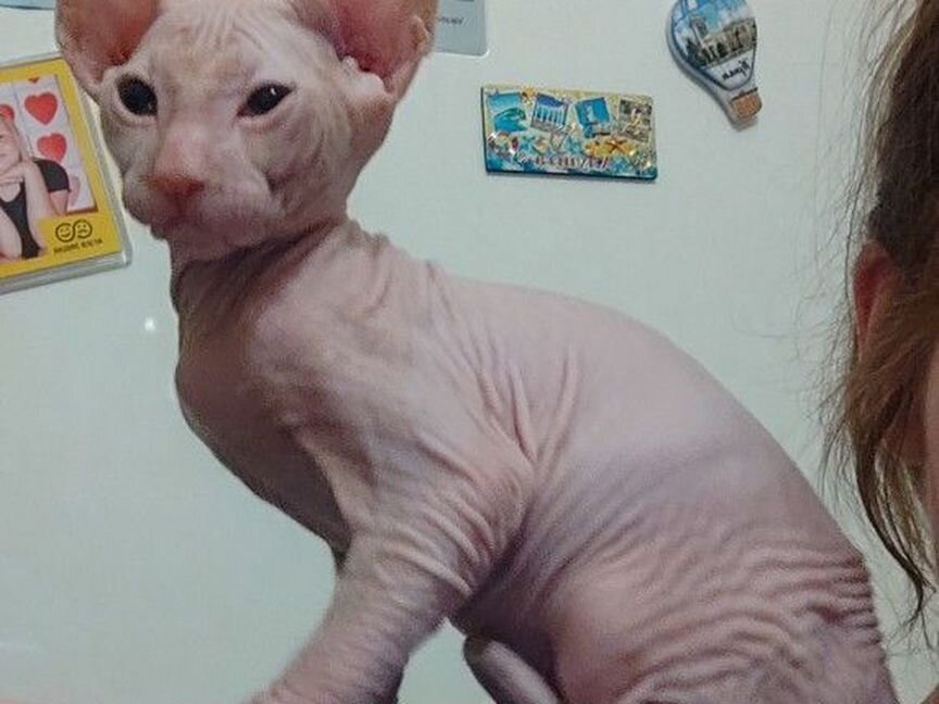 Котенок донской сфинкс