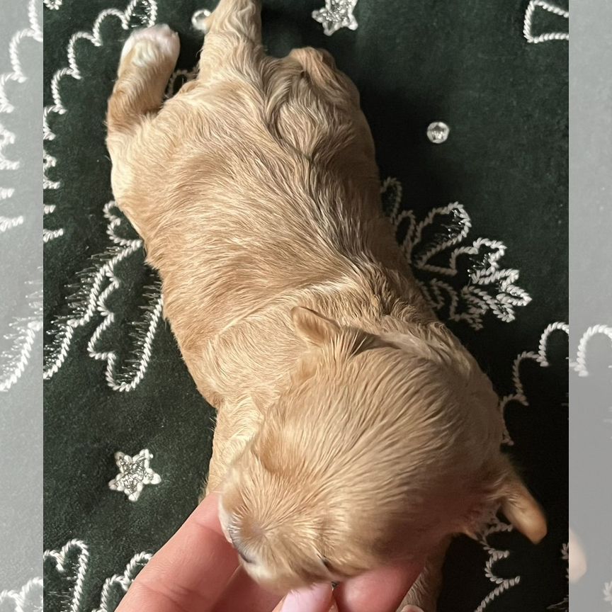 Мальтипу, щенок