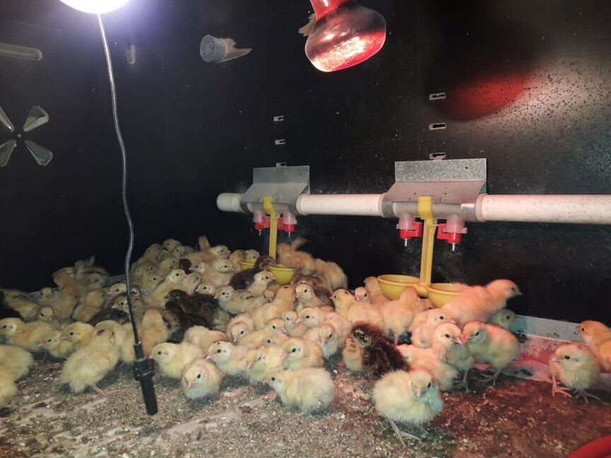 Перепела суточные