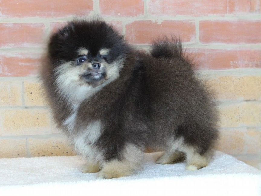 Померанский шпиц