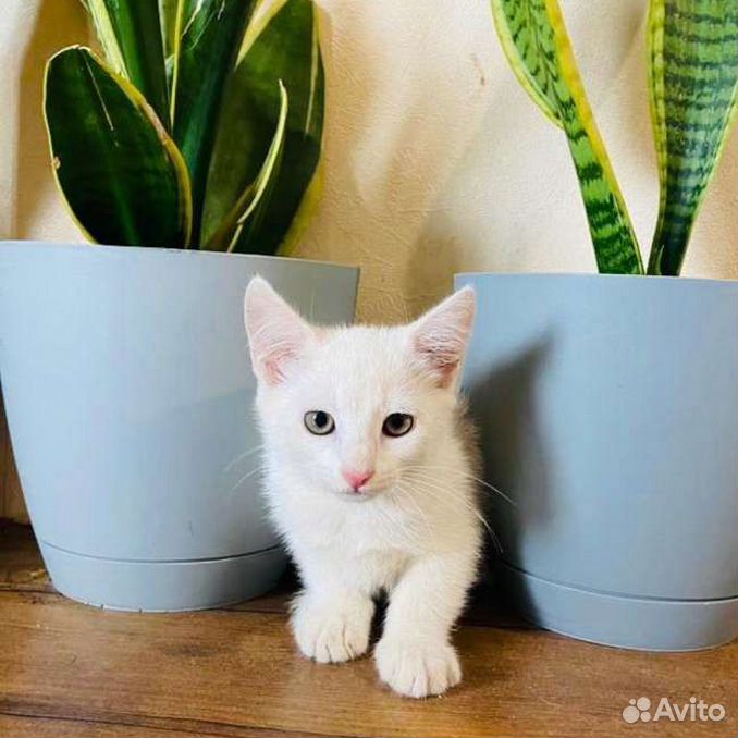 Котенок Бусинка 2 мес