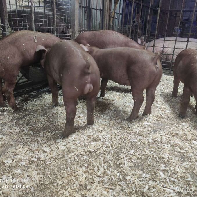 Поросята породы Дюрок