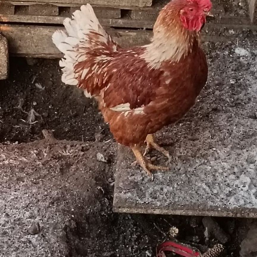 Молодые петухи