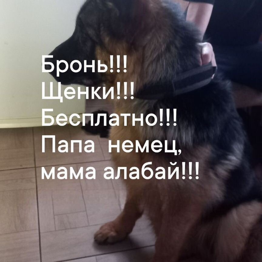 Собака в добрые руки