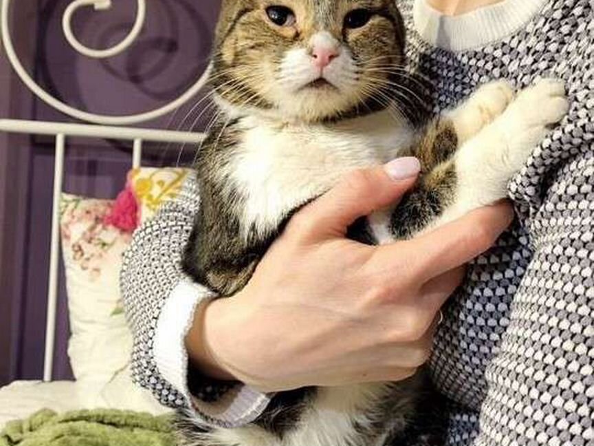 Мини кошечка очень ищет дом