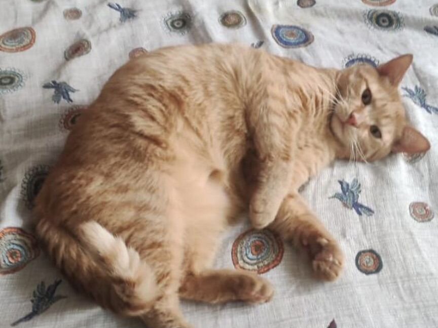 Кот