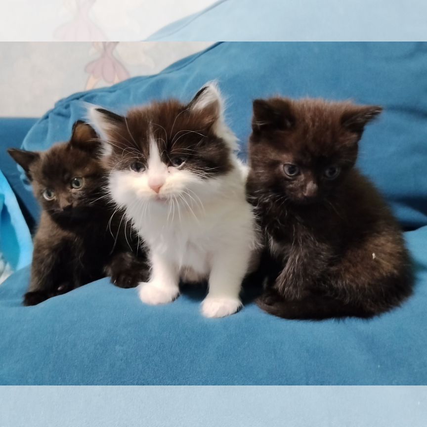 Котёнок в добрые руки