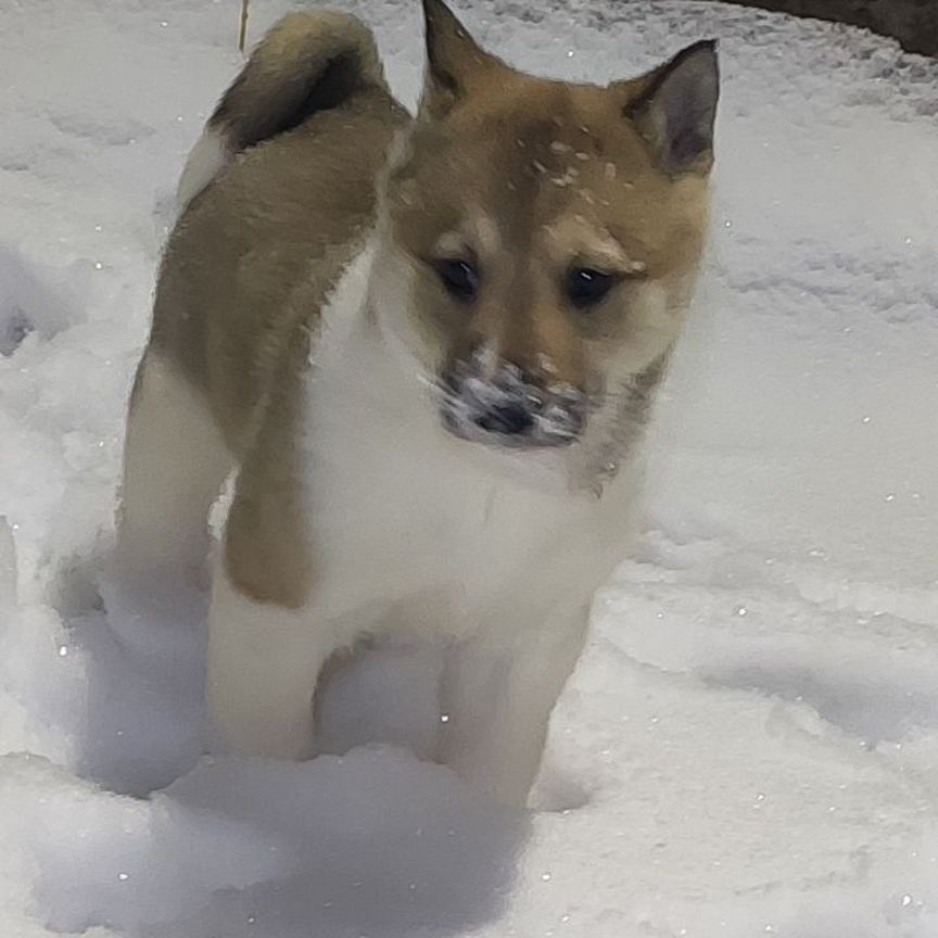 Лайка, щенок