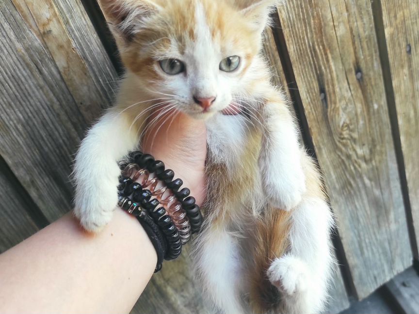 Котята в добрые руки