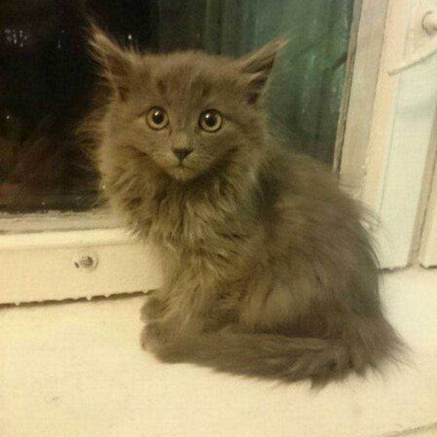 Котенок в добрые руки бесплатно