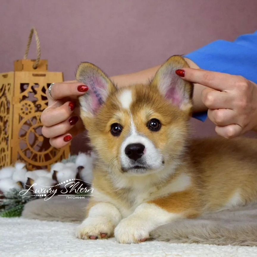 Шикарный мальчик корги