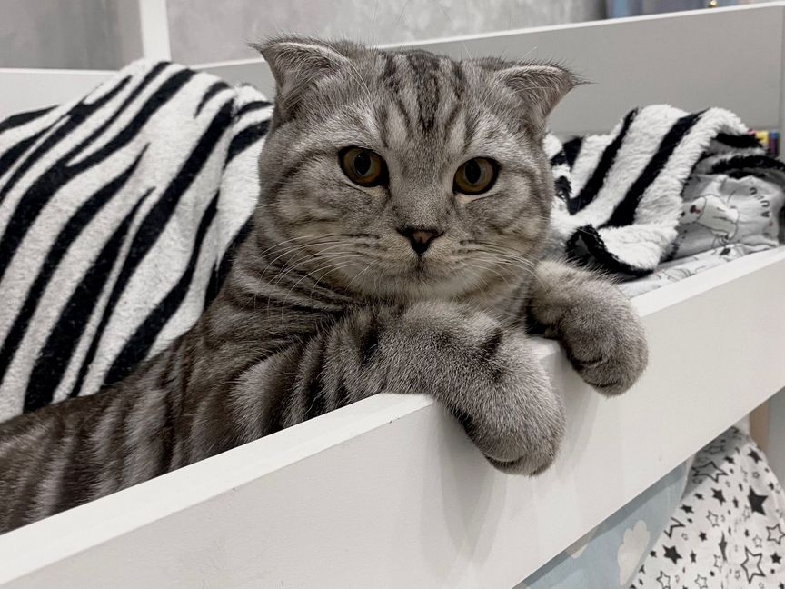 Шотландский вислоухий кот вязка