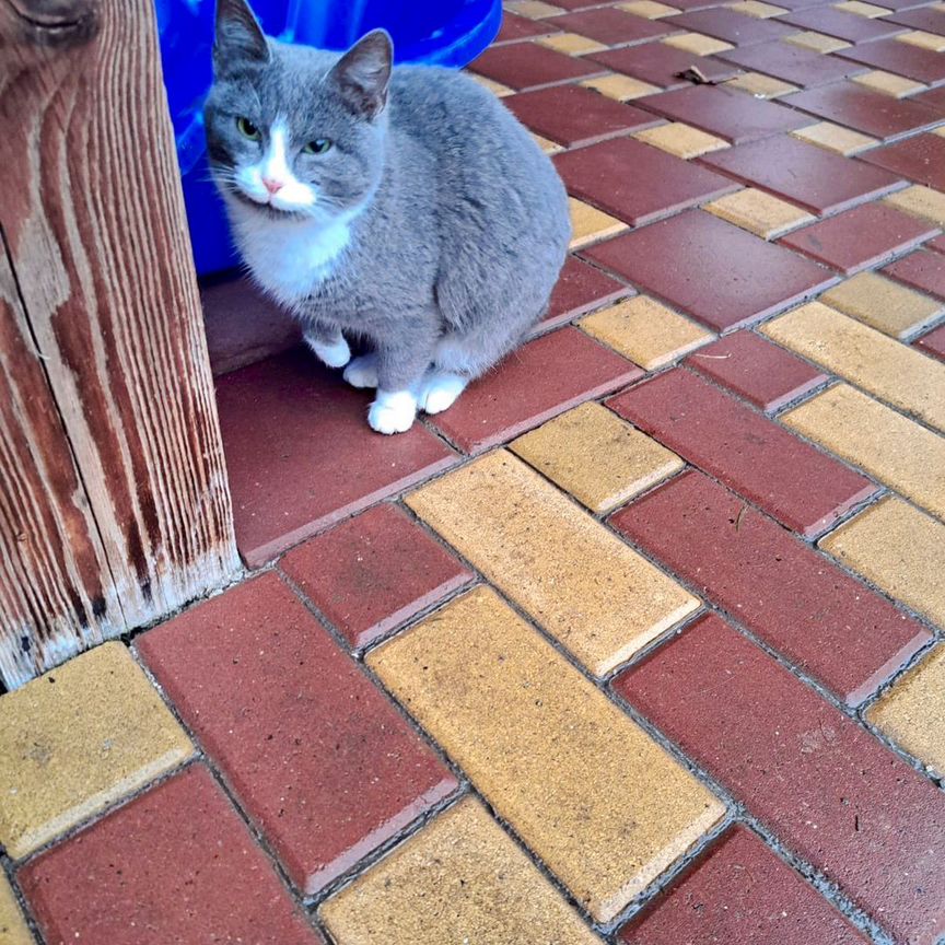 Отдам в добрые руки