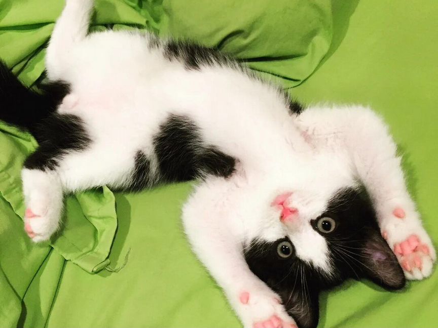 Котята, котёнок любой окрас в добрые руки