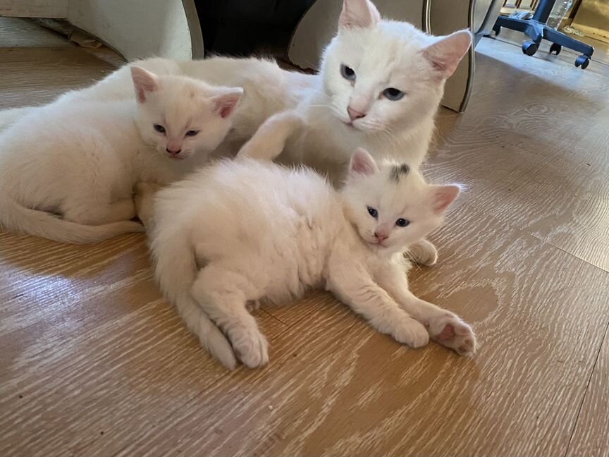 Белые котята