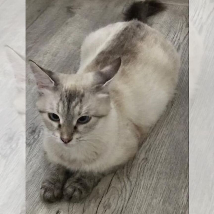 Кошка Невская стерилизованная милота