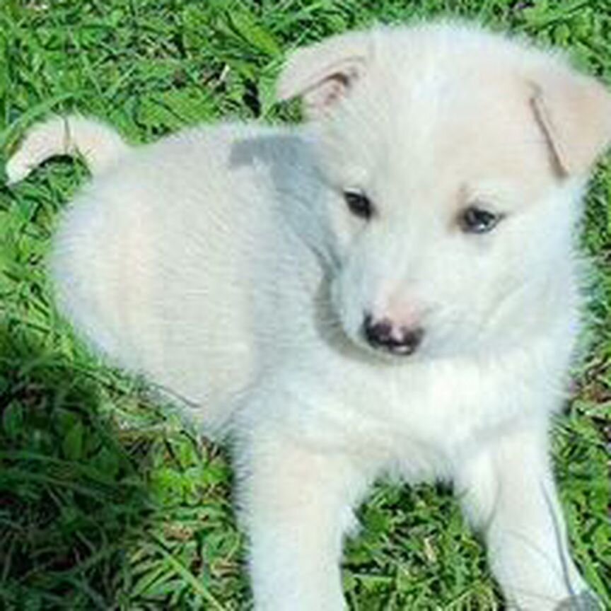 Белые щенки хаски