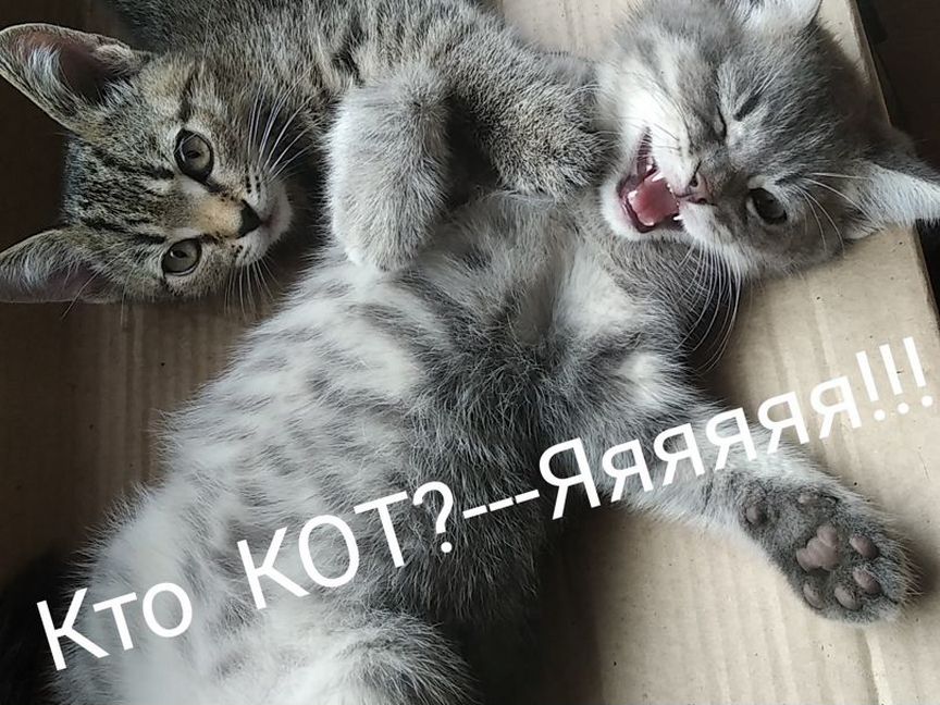 Котики