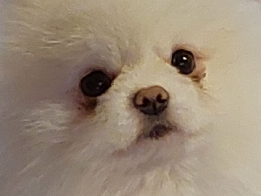Собака