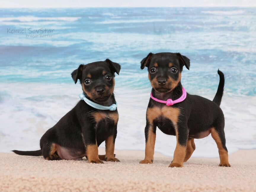 Пражский Крысарик