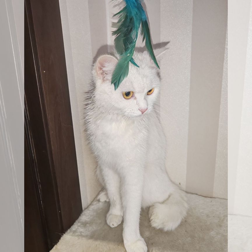 Кошечка