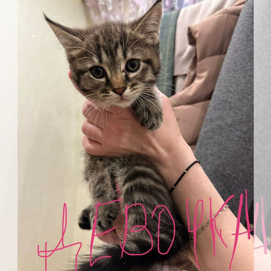 Котята-мейнкунята