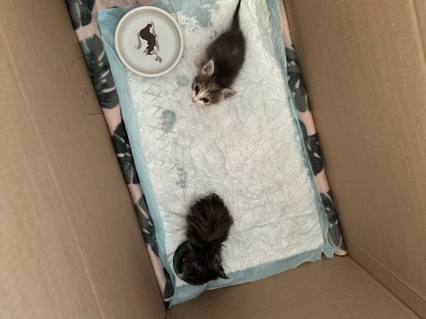 Котята в добрые руки
