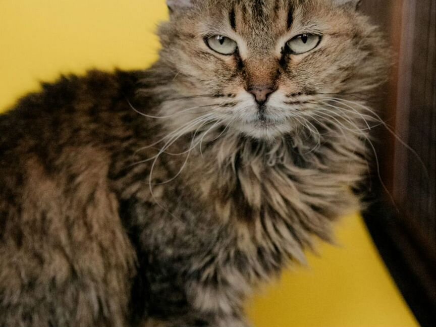 Ласковая кошка в добрые руки