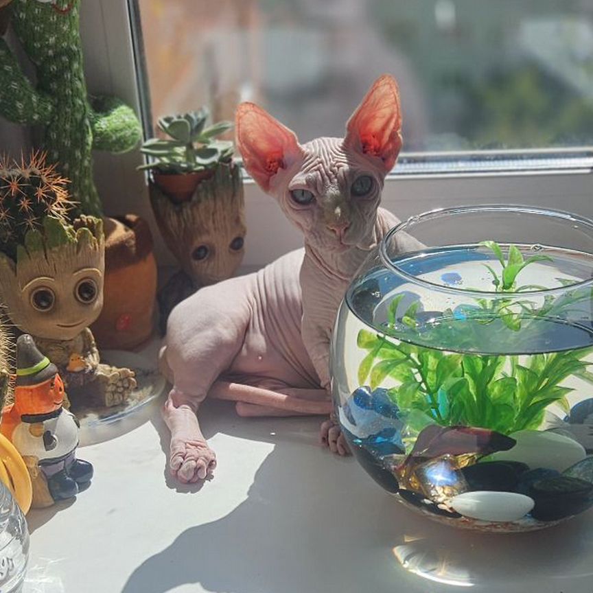 Канадский сфинкс котёнок