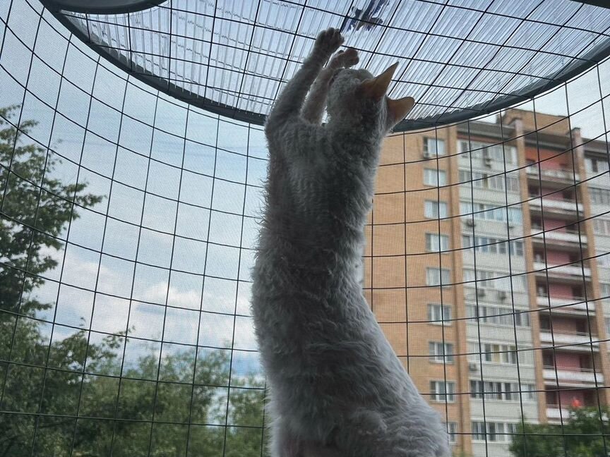 Балкон для кота