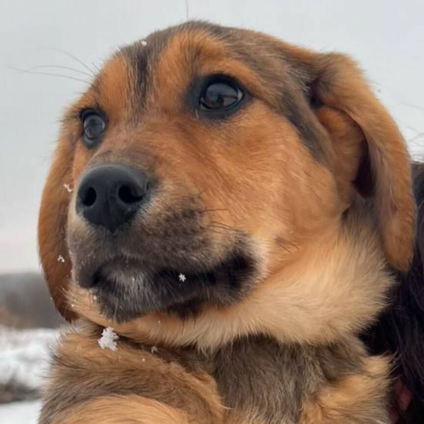 Щенок девочка 3 месяца