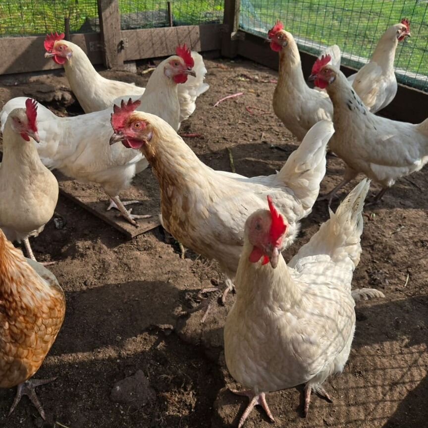 Куры несушки продам