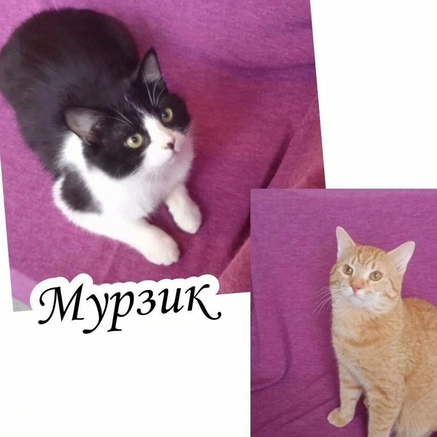 Мальчики ищут семью