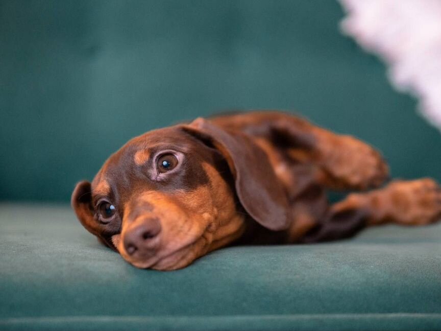 Миниатюрная такса