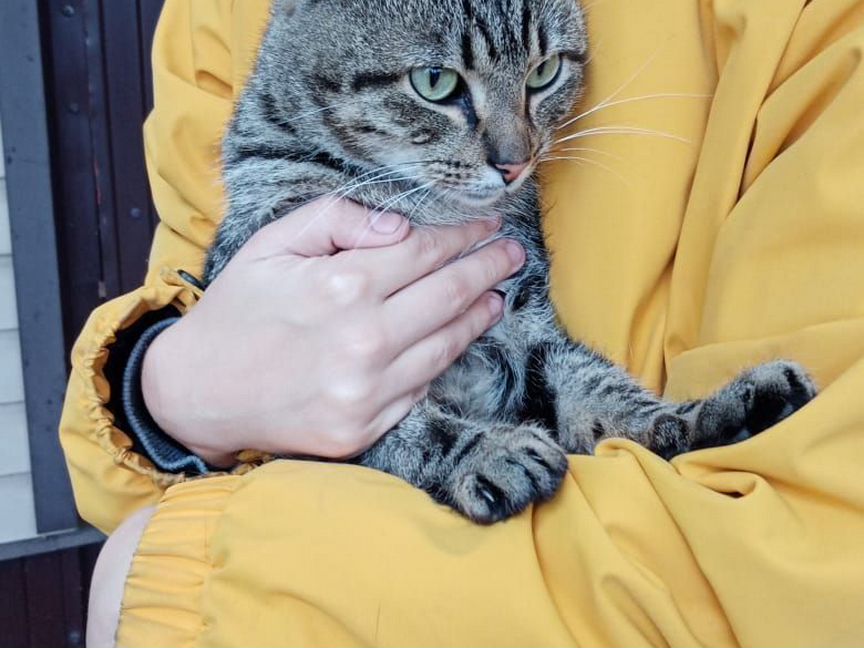 Отдам кота в добрые руки
