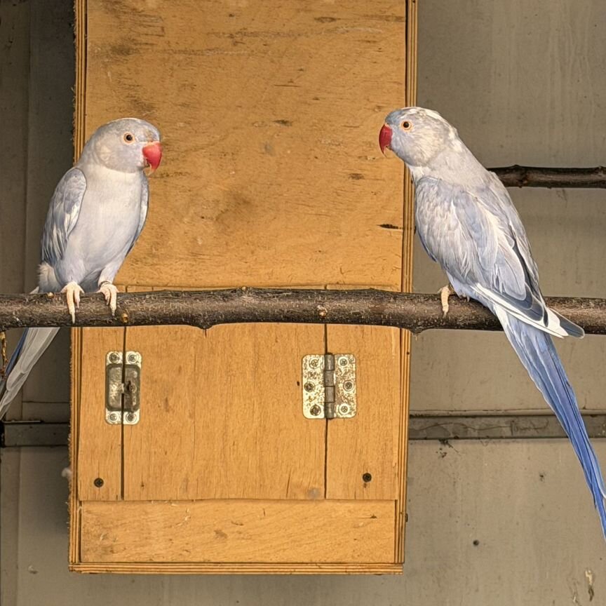Ожереловые попугаи пара
