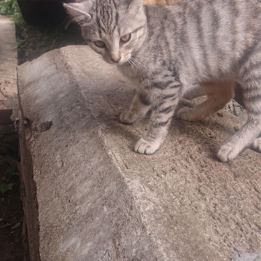 Котёнок котейка